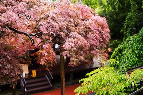 霧雨の境内にて GANREF