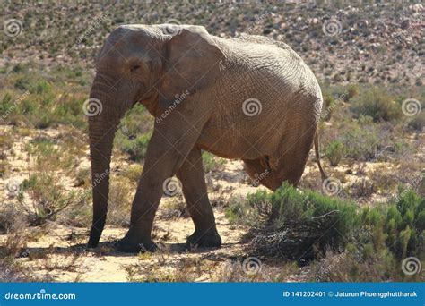 The Elephant Safari In Cape Town South Africa Stock Image Image Of