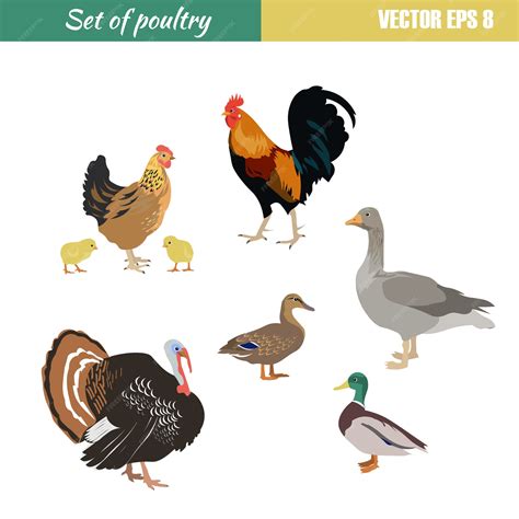 Premium Vector Set Of Different Poultry