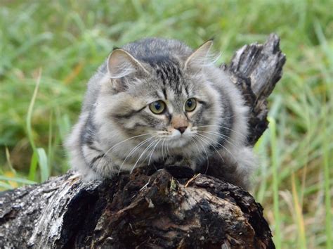 Ириска (Iriska) девочка n24 | Cattery Neva's Legend / Питомник ...