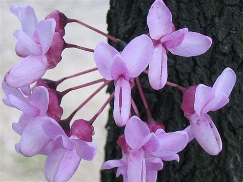 Cercis Siliquastrum Albero Di Giuda