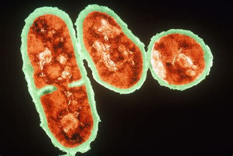 Topical Cutibacterium Acnes May Reduce Comedones And Noninflamed Lesions In Mild To Moderate