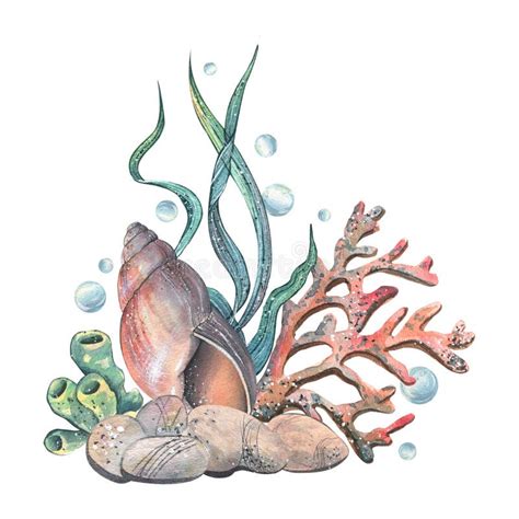 Caparazón De Coral Esponja De Mar Algas Piedras Y Burbujas Ilustración De Acuarela Dibujada a