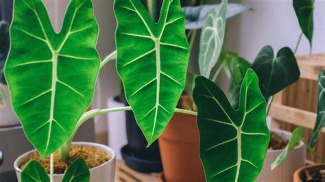 ¿la Planta Oreja De Elefante Es De Interior O Exterior