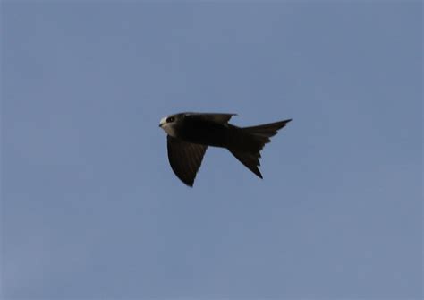 Worldbirder The Great Swift Debate