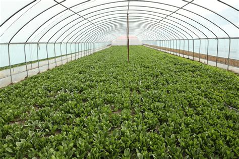 Мод үржүүлэх хүсэлтэй 50 өрхөд хүлэмж өглөө