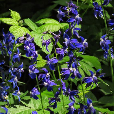 Delphinium Trolliifolium 10 000 Things Of The Pacific Northwest