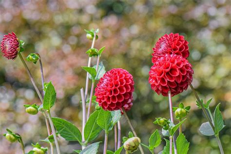 달리아 꽃들 식물 붉은 Pixabay의 무료 사진