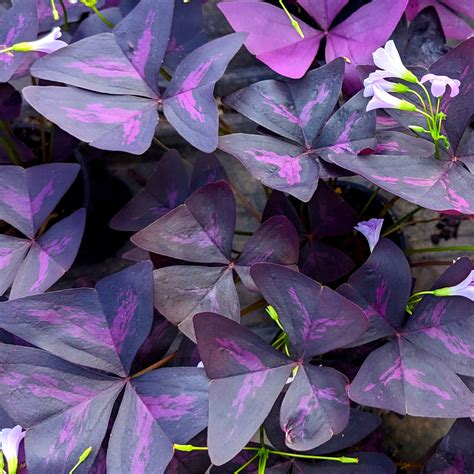 The Ins And Outs Of Oxalis Triangularis Our Plant Shop