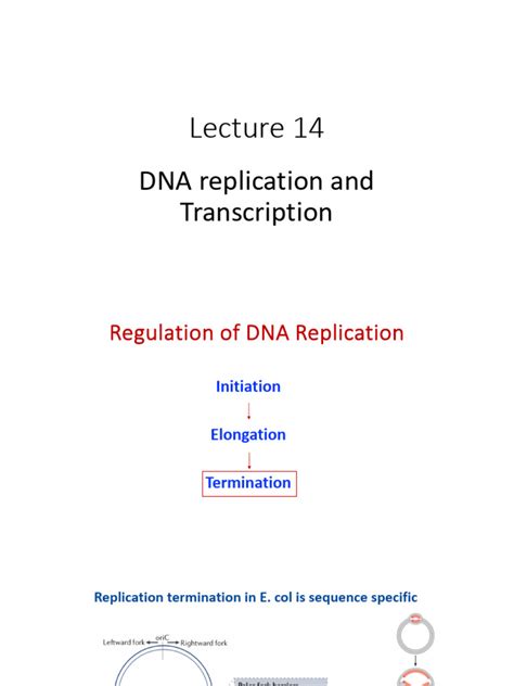 Lecture 14 Pdf Ribosomal Rna Rna