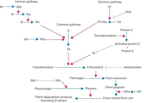 Coagulation And Fibrinolysis Pathway Medical Med Tech Make It Simple