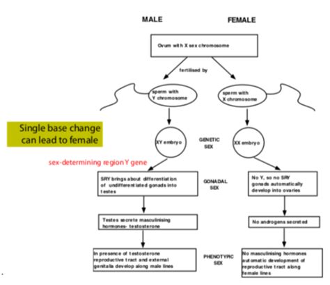 Ovulation And Spermatogenesis Flashcards Quizlet