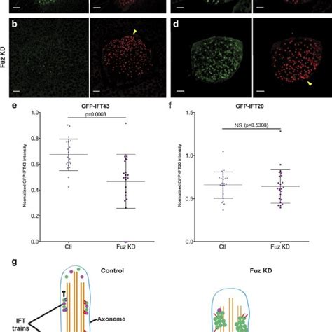 In Vivo Imaging Of Ift In Xenopus Multiciliated Cells A Still Frame Download Scientific