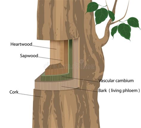 Plant Structure Scene Stock Illustration Illustration Of Graphic