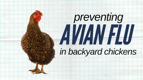 Preventing Avian Flu In Your Michigan Backyard Chicken Flock Ferndale