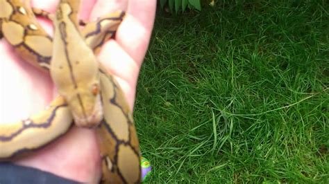 Dwarf Sunfire Reticulated Python Youtube