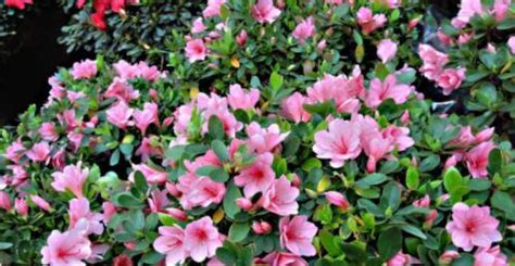怎样栽培杜鹃花杜鹃花栽培技术要点 花植网