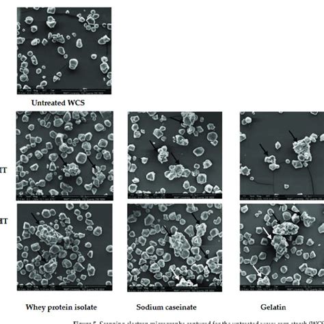 Scanning Electron Micrographs Captured For The Untreated Waxy Corn