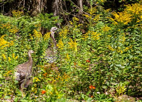Wildflower Plots And Wild Turkey Habitat Mossy Oak Gamekeeper