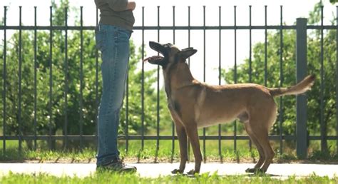 Belgijski Ovčar Malinoa Karakteristike Pasa I Iskustva Vlasnika