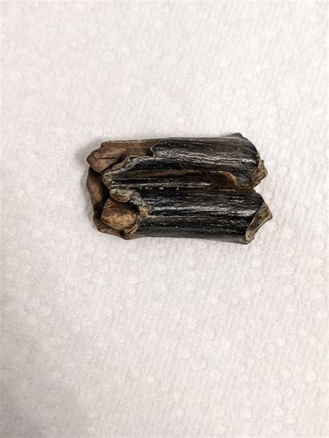 Is This A Fossilized Tooth Of Some Sort I Found It In A Creek In Indiana R Whatsthisrock