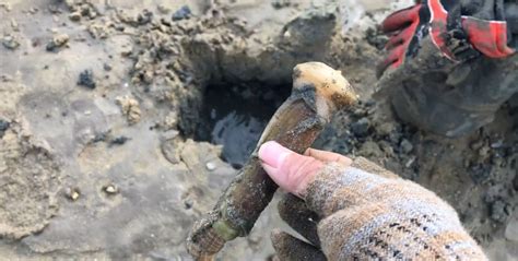 威海乳山银滩赶海分享：冬天落大潮挖野生竹蛏王乳山银滩蛏二哥新浪新闻