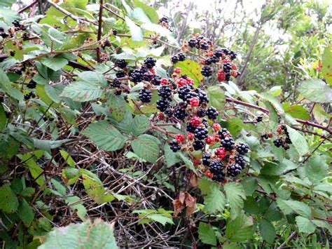 20 Easy And Delicious Berry Bushes Anyone Can Grow Diy And Crafts