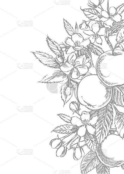 向量卡春天黑色和白色盛开的苹果树枝