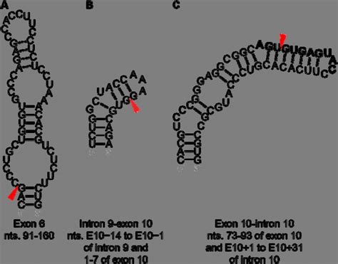 Predicted Structures At Alternatively Spliced Exon Intron Junctions