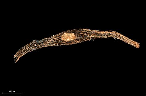 Anoectochilus Sandvicensis Seeds Of Hawaii