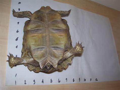 Sexing Desert Tortoises Photo Demonstration Tortoise Forum