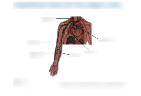 Superficial Veins Of The Upper Limb Diagram Quizlet