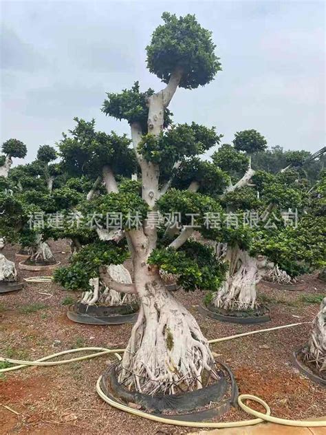 小叶榕树造型图片造型小叶榕榕树盆景的造型第13页大山谷图库