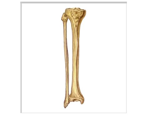 Tibia And Fibula Parts — Printable Worksheet