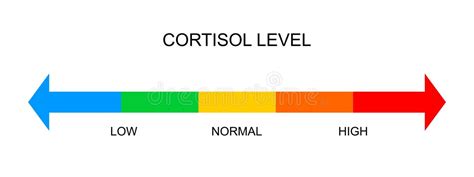 Cortisol Chart Stock Illustrations 64 Cortisol Chart Stock