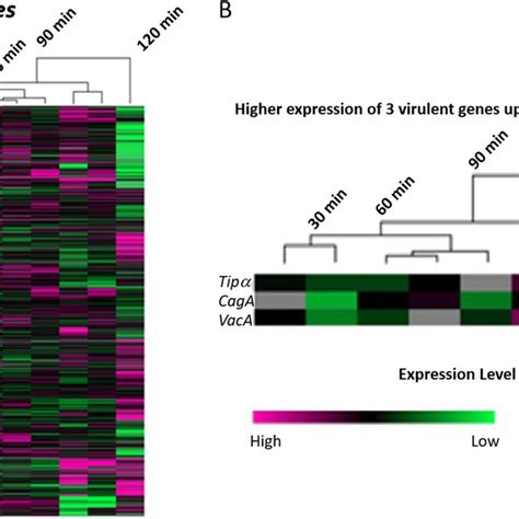 Transcriptome Profiling Showing Differential Gene Expression Of H