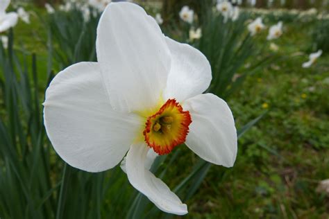 Épinglé Sur Passion Fleurs