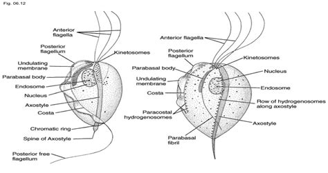 Chilomastix Mesnili Cyst And Trophozoite