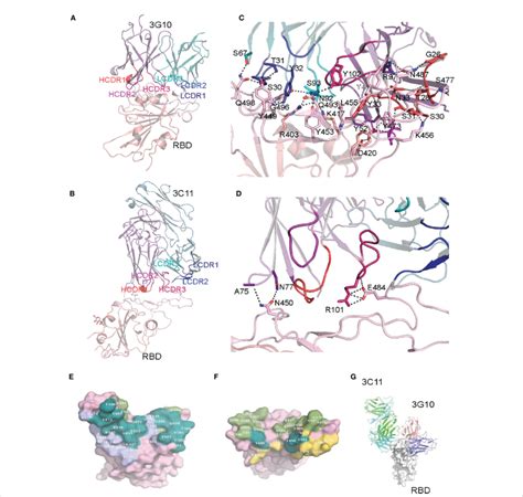 Crystal Structures Of 3G10 RBD And 3C11 RBD Complexes A Crystal