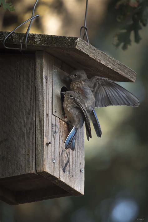 Attract And Support Birds In Your Yard And Neighborhood Yolo Bird