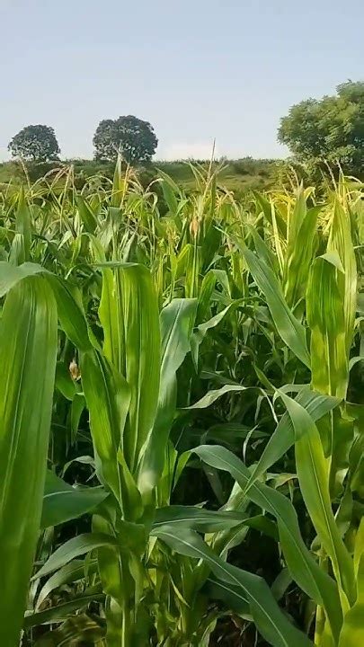 मक्के की फसल में दूसरी खाद किस अवस्था में डालनी चाहिएमक्का की खेती