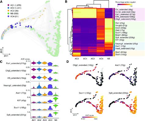 Gene Regulatory Network Activity Identifies Transcriptional Programs