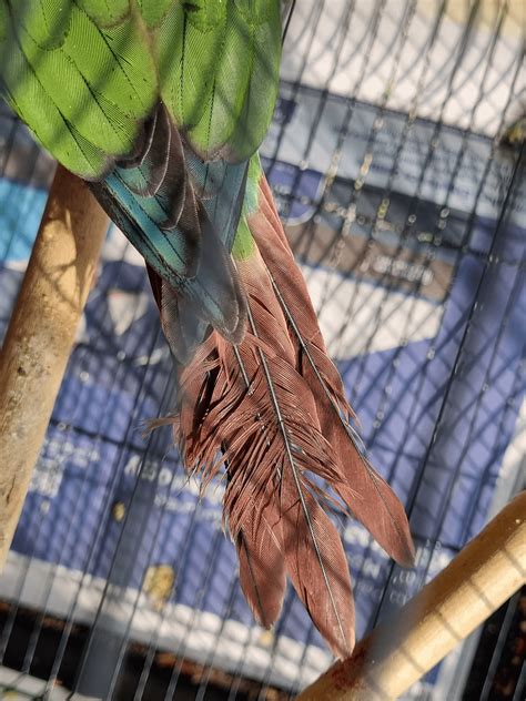 Help With Tail Feathers Of My Gcc Rconures