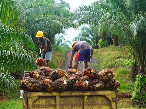 Palm Oil Supplier Astra Agro Lestari Faces Fresh Criticism