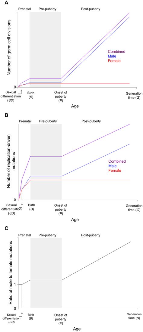 The Accumulation Of Replication Driven Mutations With Sex And Age A