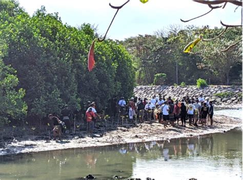 Potensi Mangrove Sebagai Ekosistem Karbon Biru Blue Carbon Dan