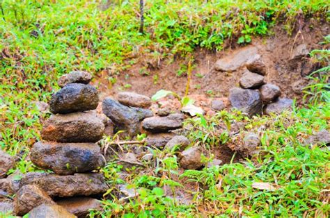 Fotos gratis árbol naturaleza bosque césped planta hoja tocón