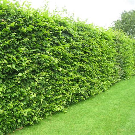 Skip Cherry Laurel In 2022 Laurel Shrub Evergreen Shrubs Evergreen