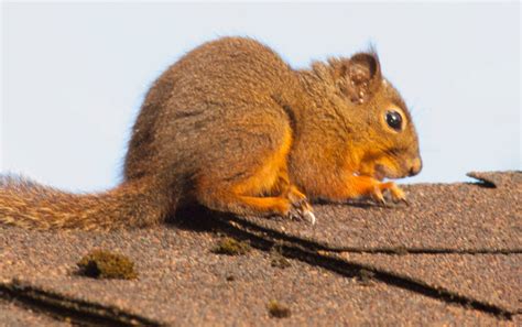 Learn How To Keep Those Pesky Squirrels Away For Good