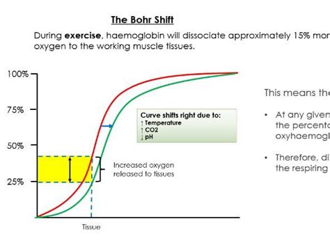 Oxygen Dissociation From Haemoglobin Bohr Shift Lesson A Level